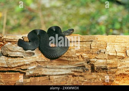 Black European adder - Vipera berus -is a common venomous snake in ...