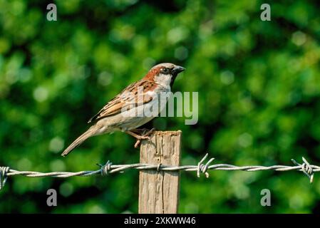 House Sparrow on Wire Fence Stock Photo - Alamy