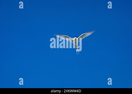 Bird in flight - Roseate Tern Stock Photo - Alamy