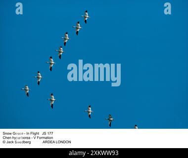 Flocks of snow geese in flight at sunrise in Montan Stock Photo - Alamy