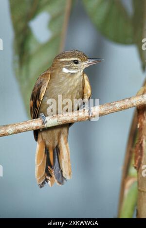 Plain Xenops (Xenops minutus Stock Photo - Alamy