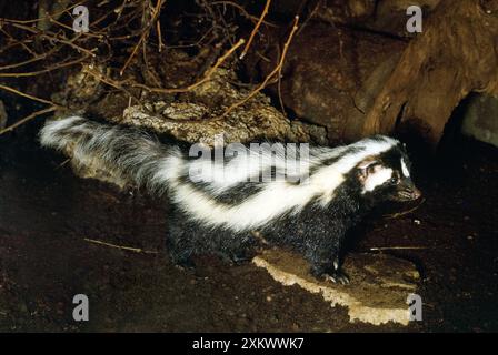 Zorilla, striped polecat (Ictonyx striatus), Zorillas, Bandiltisse ...
