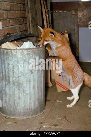 Urban red fox (Vulpes vulpes) scavenging among houses in remote village ...