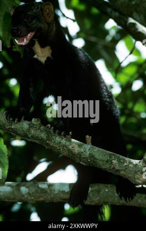 Tayra (Eira barbara) in the forest. Mashpi lodge. Region of Choca ...