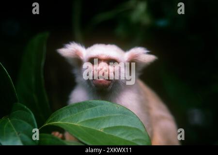 Golden white tassel ear marmoset, Mico chrysoleucos, Amazon basin ...