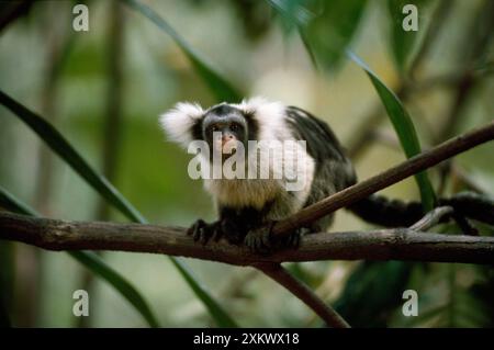 Black and White Tassel-ear Marmoset (Callithrix humeralifera), Amazon ...