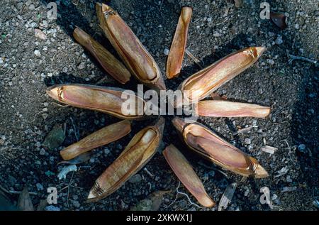 Mahogany Tree Seed Pod - opened to reveal design Stock Photo - Alamy