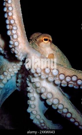 Common octopus (Octopus vulgaris), wildlife animal, in the water Stock ...