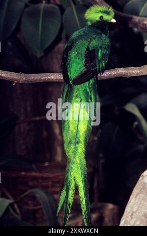 resplendent quetzal, Pharomachrus mocinno, single adult female standing ...