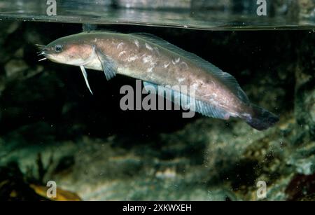 five bearded rockling Stock Photo - Alamy