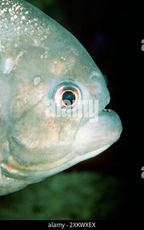 Piranha fish underwater close up view. Member of family Characidae ...