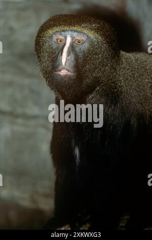 Owl-faced monkey (Cercopithecus hamlyni) eating a fruit Stock Photo - Alamy