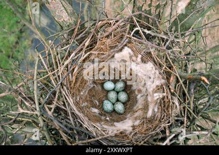 Carrion Crow - nest & eggs Stock Photo - Alamy