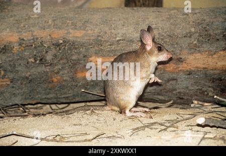 Giant jumping rat, Malagasy giant rat, Malagasy giant jumping rat ...