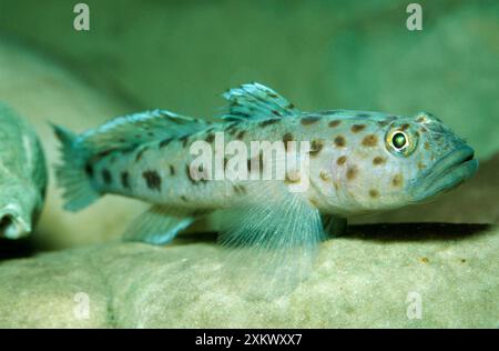 two spot goby Stock Photo - Alamy