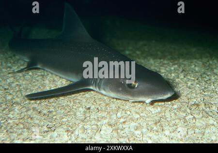 Starry smooth-hound shark (Mustelus asterias) Channel Islands, UK July ...