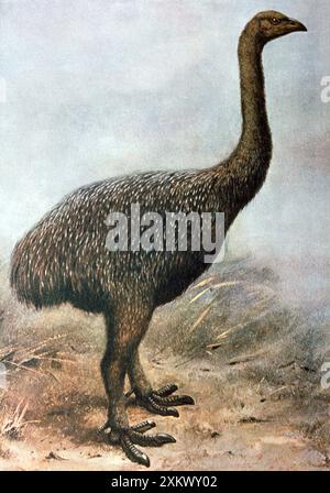Moas, Extinct Flightless Birds Stock Photo - Alamy