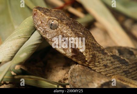 A South American Fer-de-Lance (Bothrops atrox) coiled on the Amazon ...