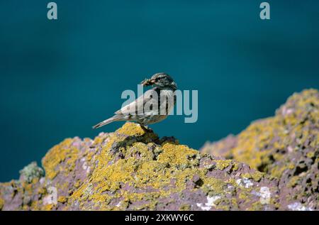 A rock pipit with food in its beak Stock Photo - Alamy