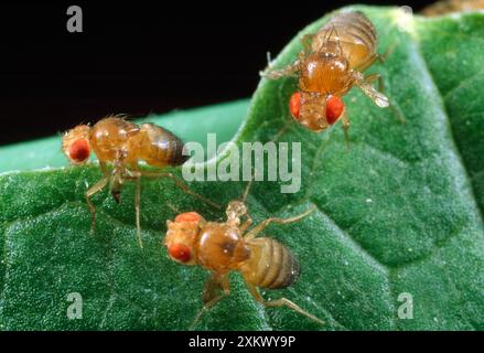 Fruit Fly - Red eyes - vestigal wings Stock Photo - Alamy