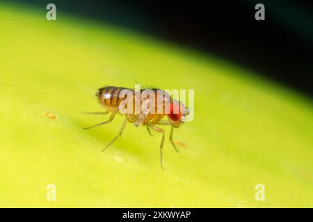 Fruit Fly - Red eyes - vestigal wings Stock Photo - Alamy