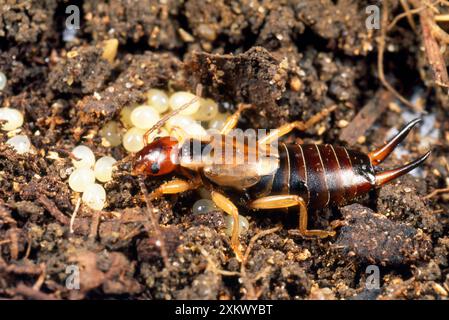 European earwig eggs Stock Photo - Alamy