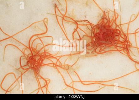 'Tubifex' Worms - freshwater stream Stock Photo - Alamy
