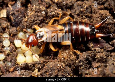 European earwig eggs Stock Photo - Alamy