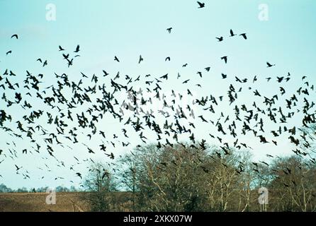 Rook (Corvus frugilegus) mass flock of birds assembled at dusk in trees ...