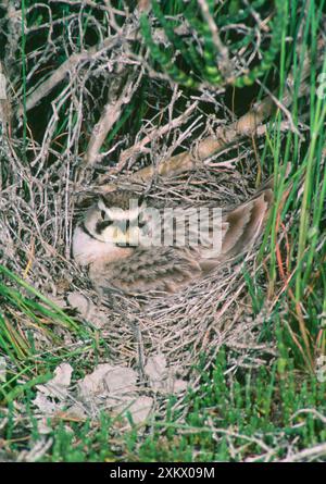 Horned Lark (Eremophila alpestris) nest with chicks a few hours old ...