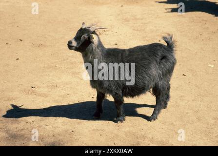 Cameroon dwarf goat Stock Photo - Alamy