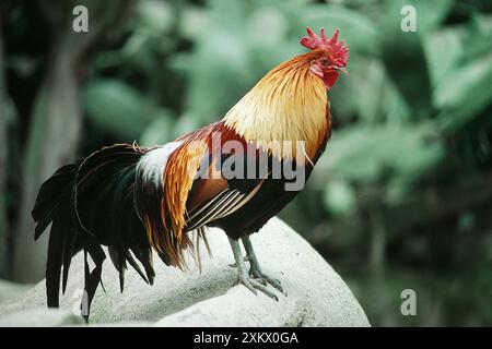 Male of Red jungle fowl (Gallus gallus) picking up juicy morsel : (pix ...