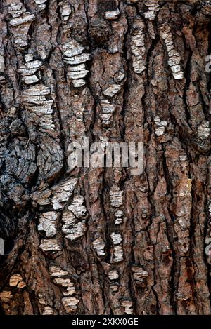 Bark of Deodar Cedar (Cedrus deodara Stock Photo - Alamy