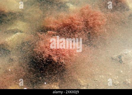 Brine shrimp Artemia salina in hypersalted (50 ppm) reservoir swims ...
