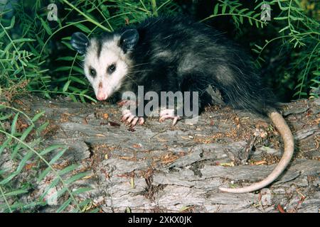 Southern opossum, Common opossum (Didelphis marsupialis), walking on ...