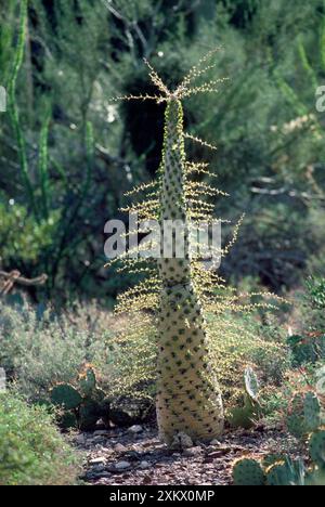 Boojum trees Idria columnaris Cirio in the cactus rich part of the ...
