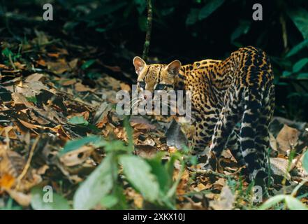 Ocelot (Leopardus pardalis) in rainforest, Ecuador Stock Photo - Alamy