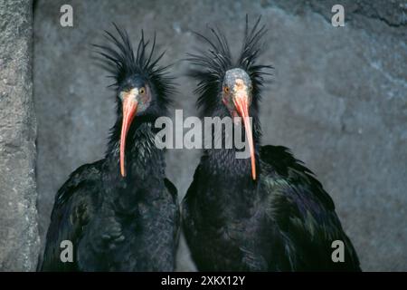Two Bald Ibis Stock Photo - Alamy