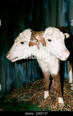Two headed calf Stock Photo - Alamy