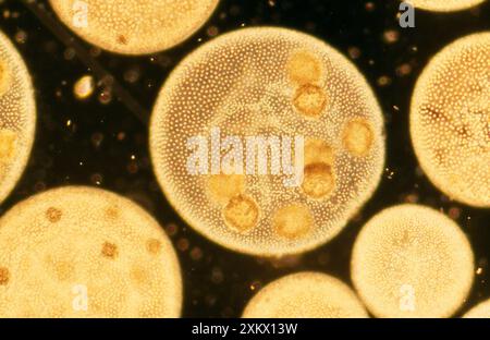 Colonial Green Algae Stock Photo - Alamy