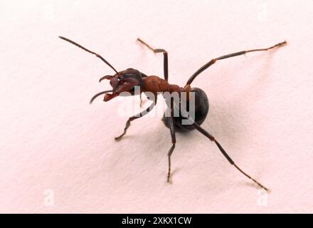 Wood ANT - single, aggressive posture Stock Photo - Alamy