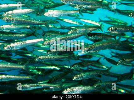 Spot Lined SARDINE Stock Photo - Alamy