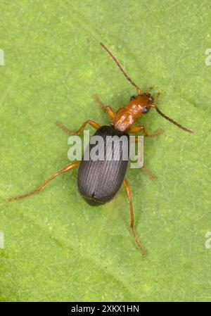 Bombardier Beetles (Brachinus Stock Photo - Alamy