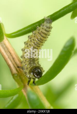 Heather BEETLE - larva Stock Photo - Alamy