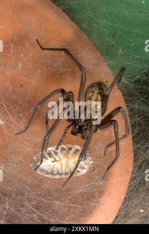 A Spider Catching Prey in its Web Stock Photo - Alamy