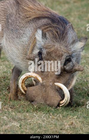 Close up of a Warthog with large tusks jogging on muddy track in Addo ...