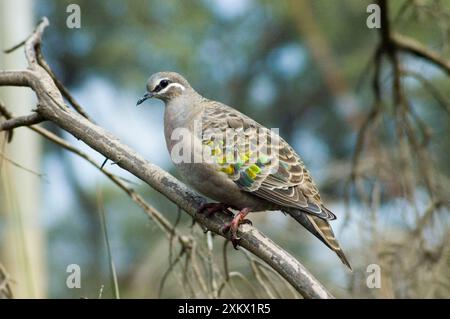The female common bronzewing (Phaps chalcoptera). It is a species of ...