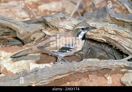 Cinnamon Quail-thrush (Cinclosoma cinnamomeum) male, South Australia ...