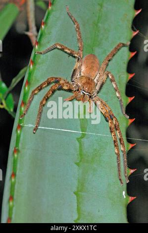 Rain Spider (Palystes sp) on leaf, Ndumo Game Reserve, South Africa ...