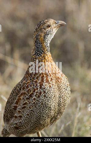 Grey-winged francolin (Scleroptila africanus) hiding in bush. The ...
